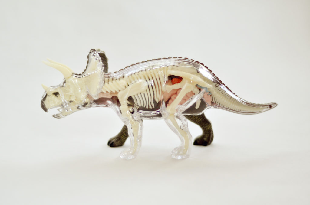 4D VISION Triceratops Anatomy (Display Set) – 15squirrels